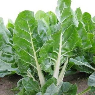 Bleda – Central Parc